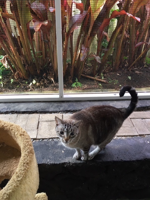 CozyCatLodge - Home based first class cat boarding facility located on ...